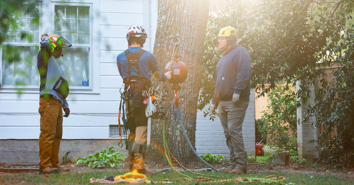 Affordable Tree Service in Greater Mississippi | Tree Care at Fair Prices